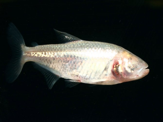 Cavefish are losing sleep through evolution - Practical Fishkeeping