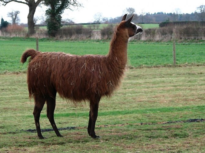 Rare fishes take a llama ride! - Practical Fishkeeping