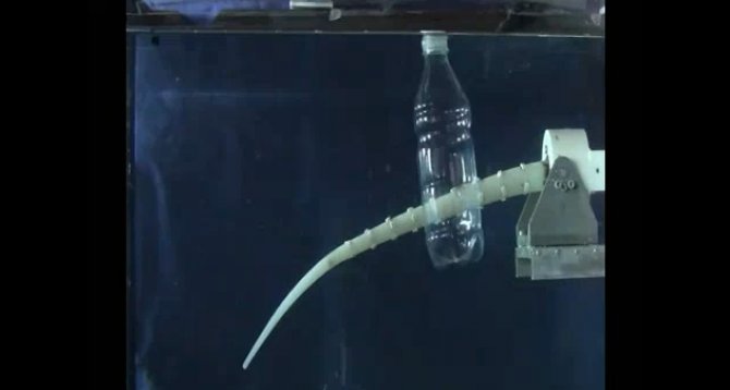 Robotic octopus could provide a helping hand..hand...hand ...