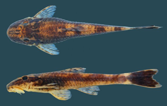 New genus of miniature plecs - Practical Fishkeeping