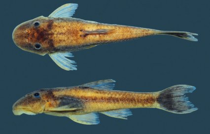 New genus of miniature plecs - Practical Fishkeeping