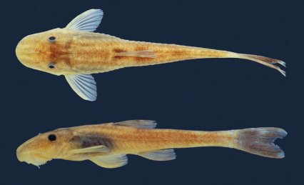 New genus of miniature plecs - Practical Fishkeeping