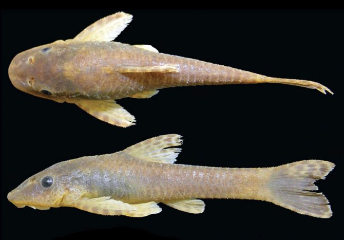 Six new miniature plecs described - Practical Fishkeeping