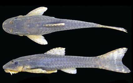 Six new miniature plecs described - Practical Fishkeeping