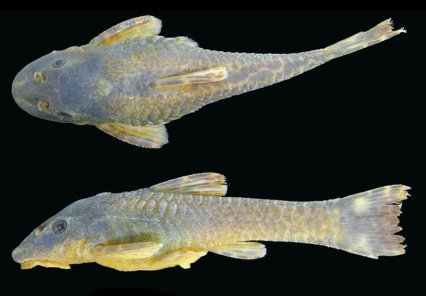 Six new miniature plecs described - Practical Fishkeeping