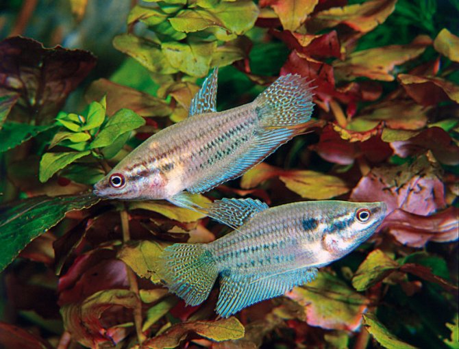 Native fish released into Saigon River - Practical Fishkeeping