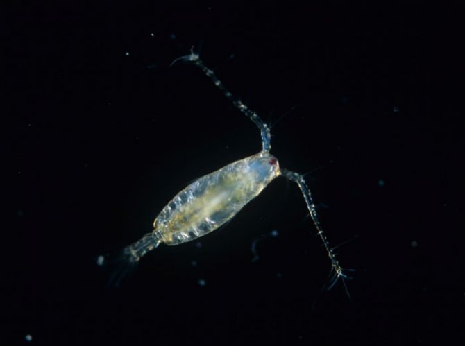 Study shows importance of copepods in marine food webs - Practical ...