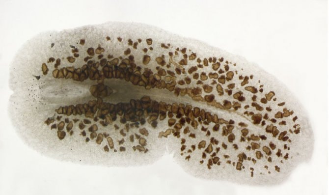 Coral-eating flatworm gets a name - Practical Fishkeeping
