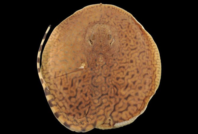 Tiger ray finally gets a name - Practical Fishkeeping