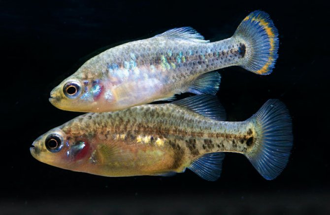 Protecting our endangered fish - Practical Fishkeeping