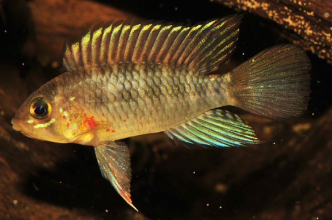 New species of Apistogramma cichlid described - Practical Fishkeeping