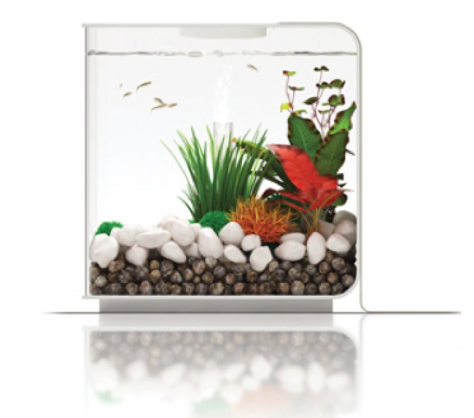 New biOrb aquarium from Reef One - Practical Fishkeeping