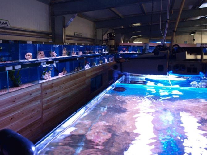 Largest aquatic store in Wales opens at Garden Village - Practical ...