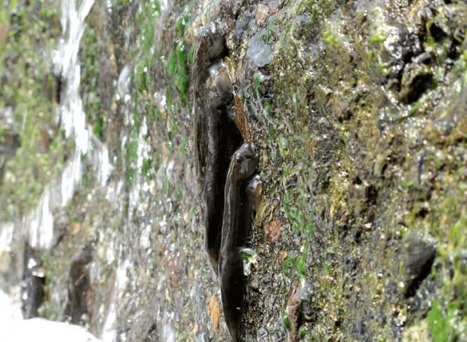 The amazing rock-climbing gobies - Practical Fishkeeping