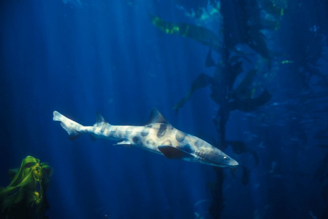 Mystery of the live shark found on a golf course - Practical Fishkeeping