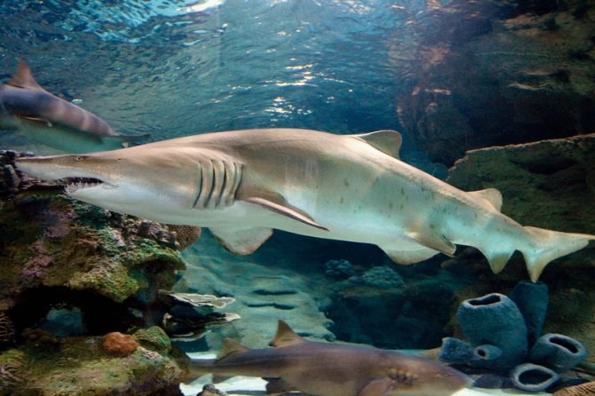 'Frozen Ark' offers hope for the future - Practical Fishkeeping