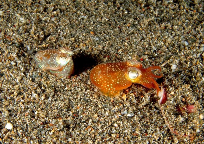 First squid in space! - Practical Fishkeeping