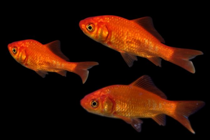 Mystery of the three goldfish... - Practical Fishkeeping
