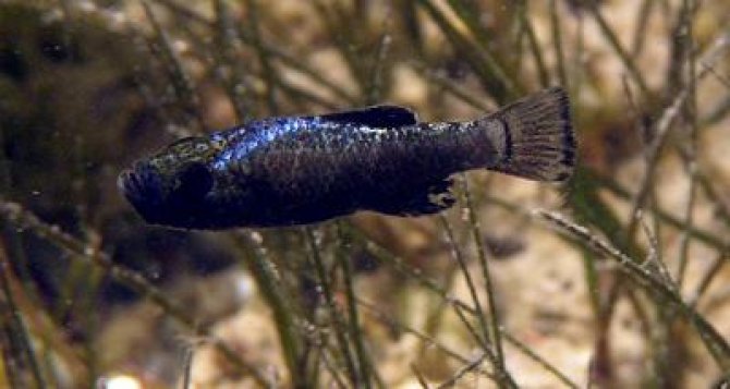 The 'explosive evolution' of pupfish - Practical Fishkeeping