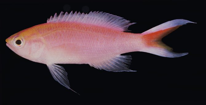 Two new species of Pseudanthias - Practical Fishkeeping