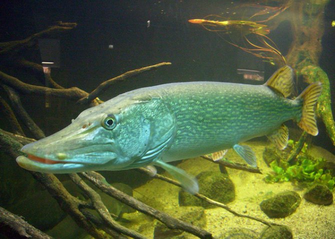 The tongue makes all the difference - Practical Fishkeeping