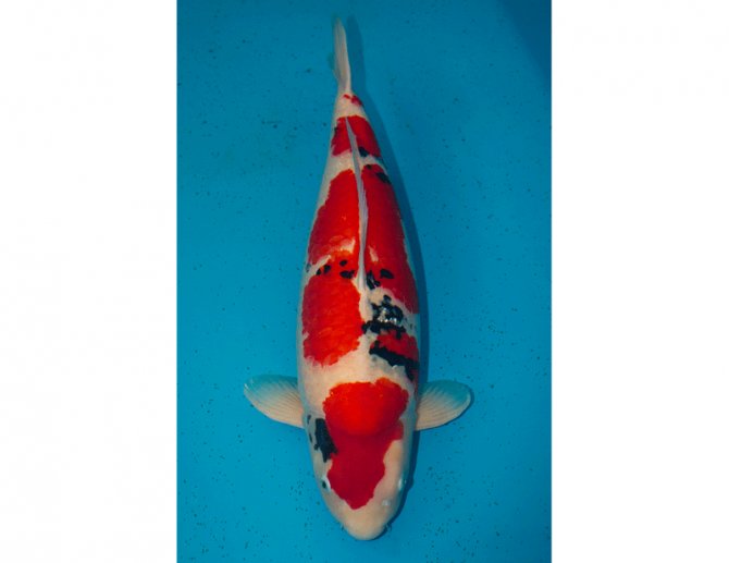 The best Koi in Europe - Practical Fishkeeping