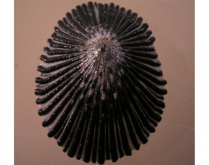 Limpets provide new insight into ocean biodiversity - Practical Fishkeeping