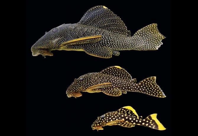 Two popular aquarium plecs described - Practical Fishkeeping