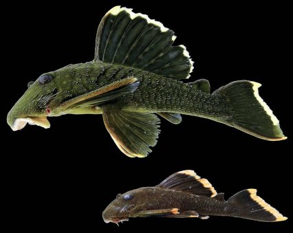 Two popular aquarium plecs described - Practical Fishkeeping