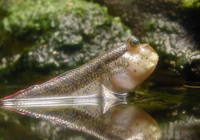 Mudskippers scream at each other - but how they do it is a mystery ...