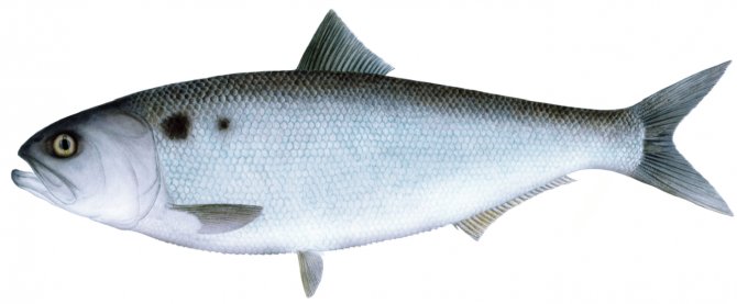 Rare fish returns to breed in Cornish river - Practical Fishkeeping