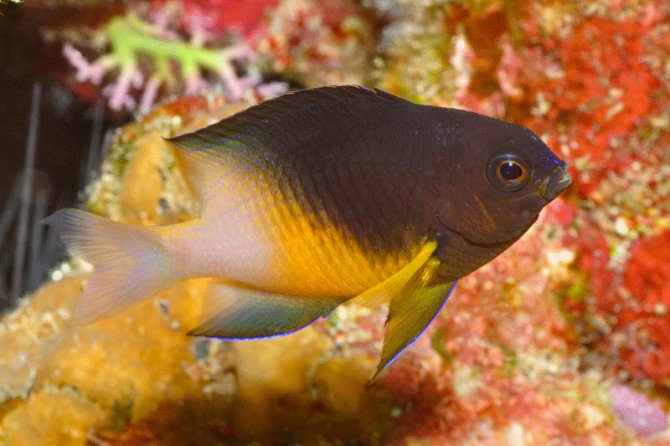 Larval fish travel hundreds of kilometres! - Practical Fishkeeping