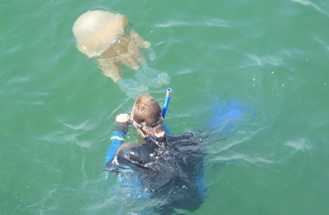 New research suggests jellyfish actively hunt prey - Practical Fishkeeping