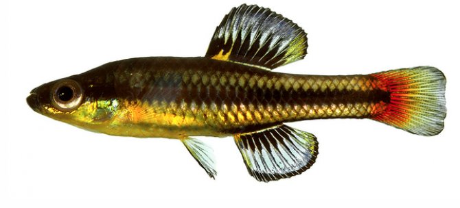 Location is important to egg scattering fish - Practical Fishkeeping