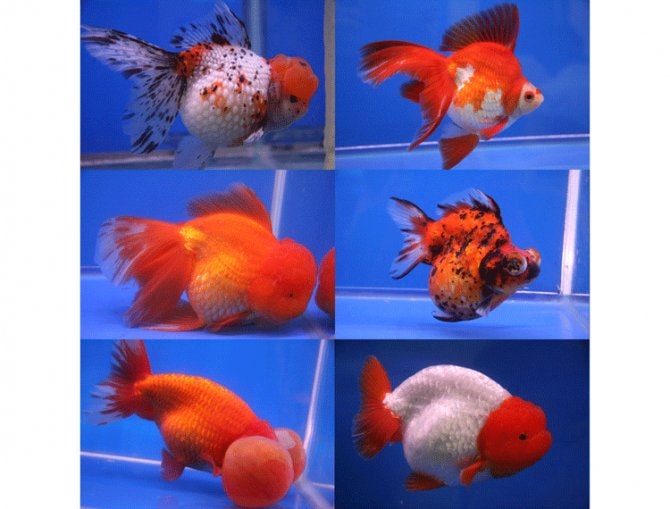 Star Fisheries to go in search of rare goldfish - Practical Fishkeeping