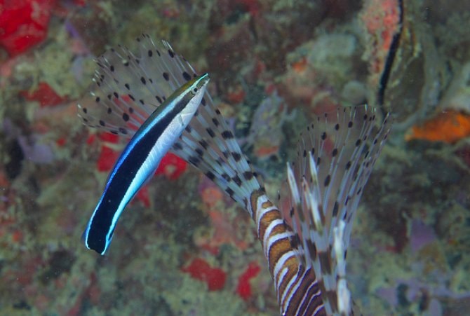 Cleaner wrasse remember who, what and when in feeding - Practical ...