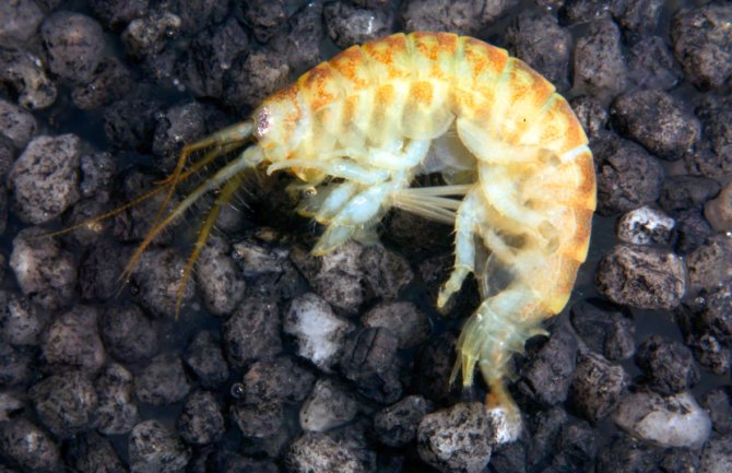 Killer shrimp named UK's worst 'alien invader' - Practical Fishkeeping