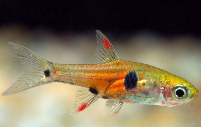New species of Boraras described - Practical Fishkeeping