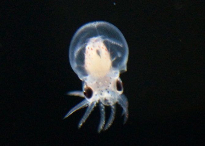 Octopus eggs hatch at aquarium - Practical Fishkeeping