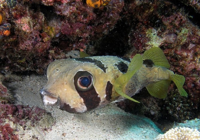 Strange fish tale 5: Boy mauled by angry puffer - Practical Fishkeeping