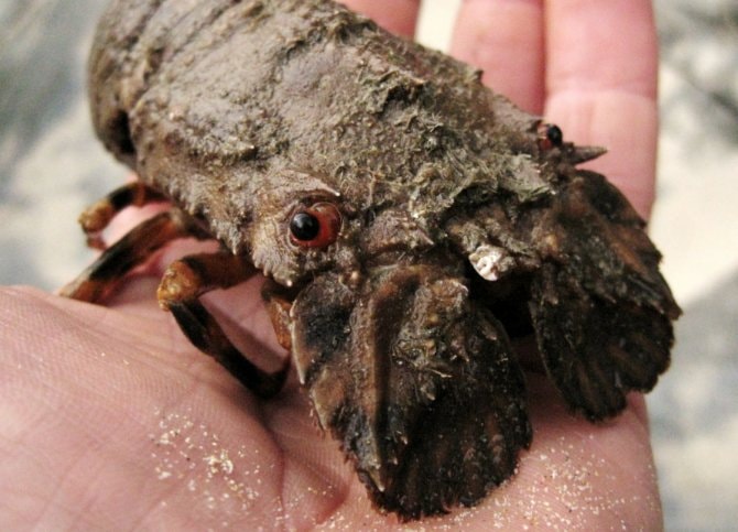 Rare crustaceans find new home at Cornish aquarium - Practical Fishkeeping