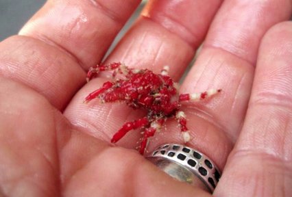 Rare crustaceans find new home at Cornish aquarium - Practical Fishkeeping