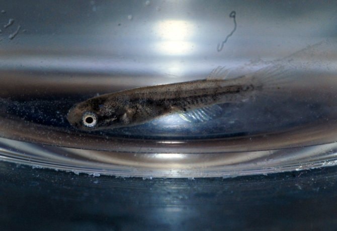 Fish clone themselves at Bristol aquarium - Practical Fishkeeping