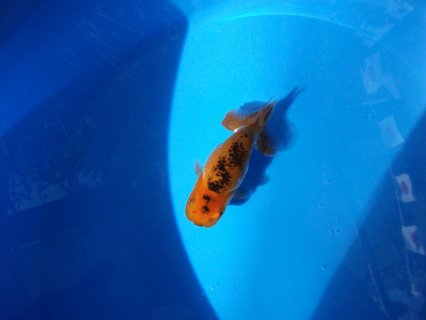 Japanese ranchu show at Heritage aquatics this weekend - Practical ...