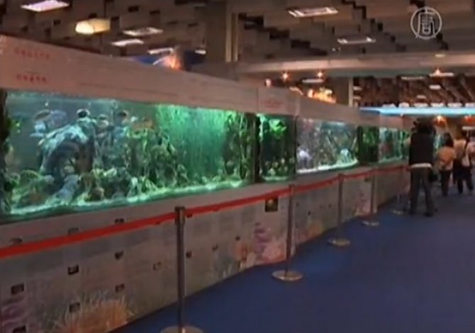 The world's longest fish tank - Practical Fishkeeping