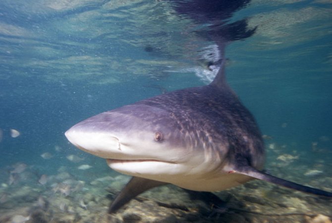 Shark-infested golf course! - Practical Fishkeeping