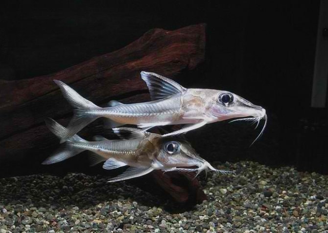 Hassar genus of catfish revised - Practical Fishkeeping