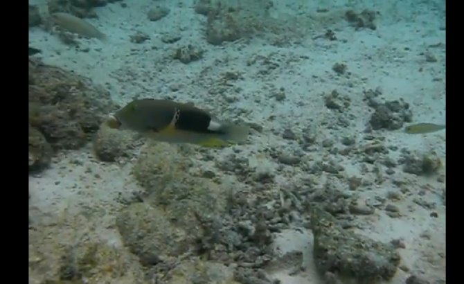 First video of fish using tool - Practical Fishkeeping