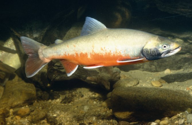 Rare fish added to Welsh lakes - Practical Fishkeeping