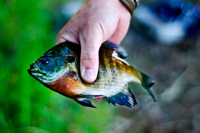 How a fish's personality determines the way it is caught - Practical ...